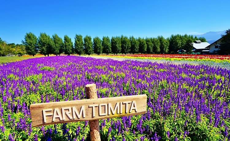 [Hokkaido Breathtaking Scenery Day Trip] Furano Biei, Otaru Kamui Cape ...